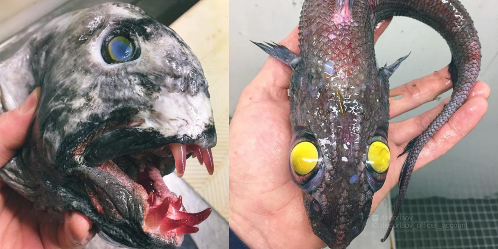 In the deep ocean are they fish or the devil?