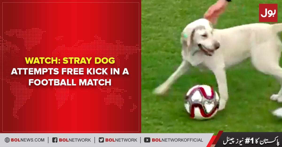 Stray Dog attempts Free Kick in a football match, watch video