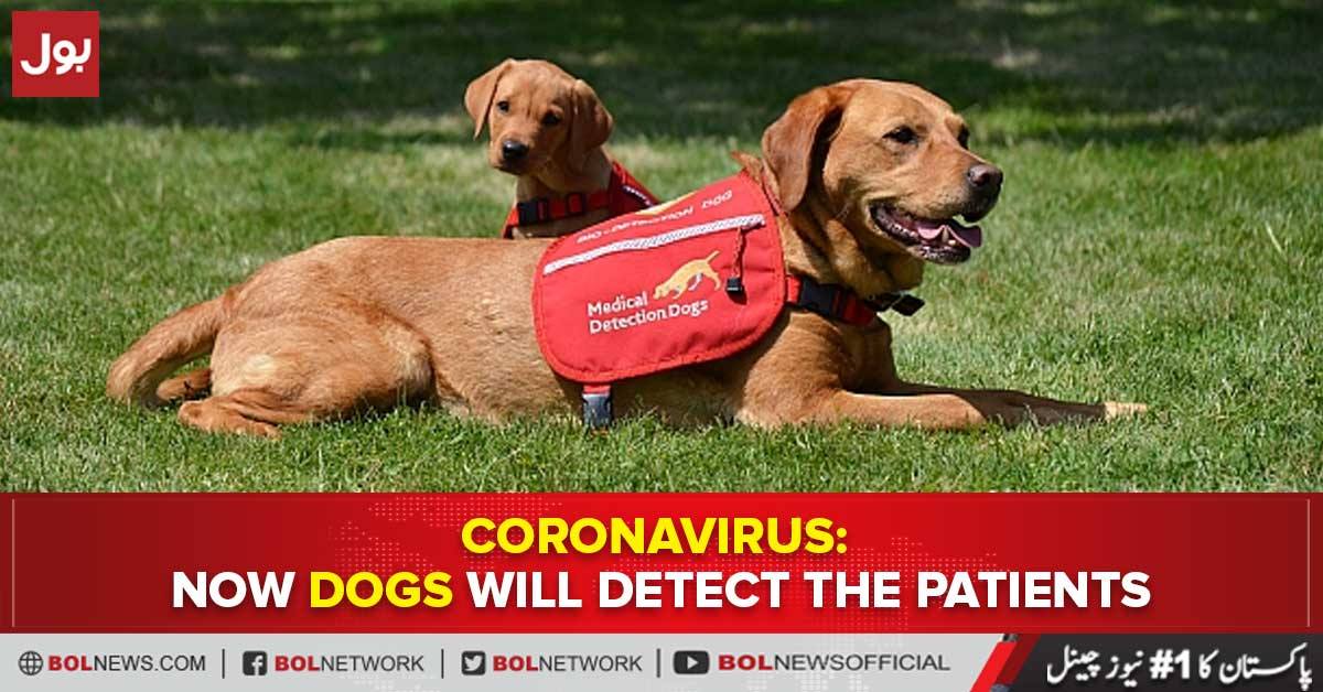Coronavirus: Now dogs will detect the patients - BOL News