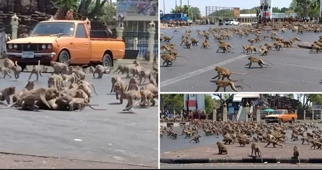 Monkeys swarm across Thai streets for food amid slow tourism - BOL News