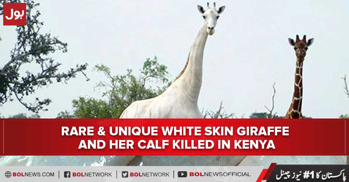 Rare & unique white skin giraffe and her calf killed in Kenya - BOL News