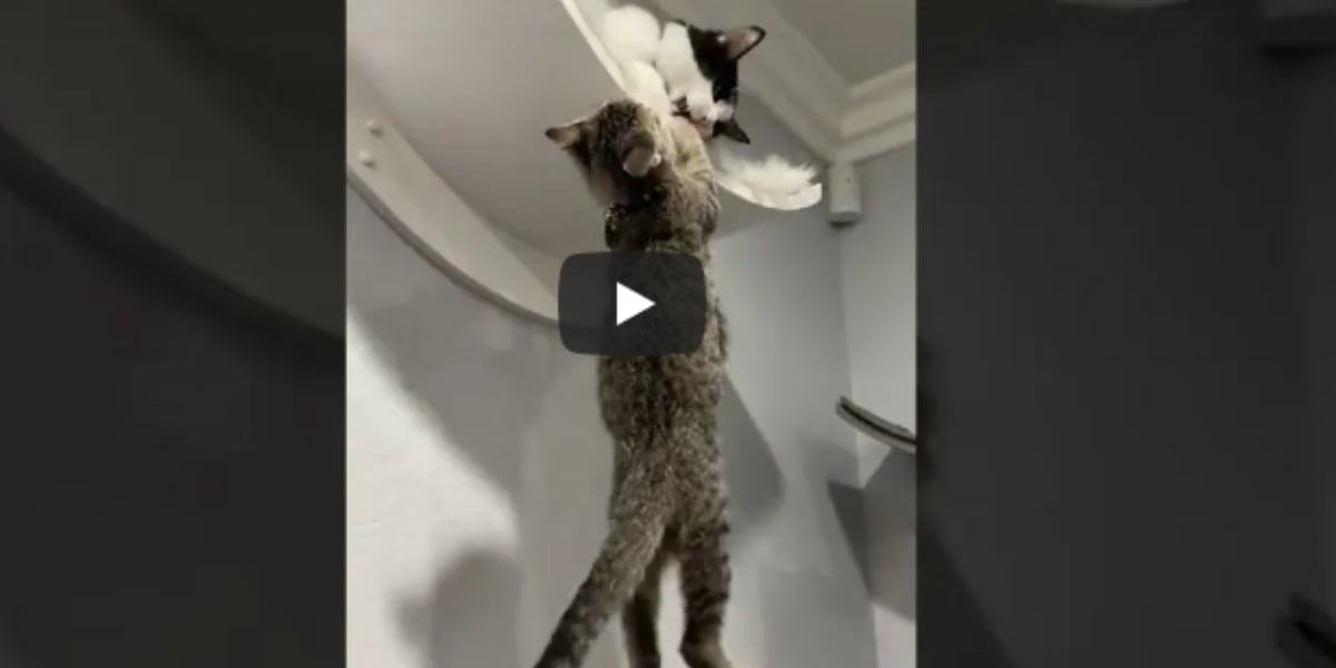 Amazing video of cats goes viral on social media, watch