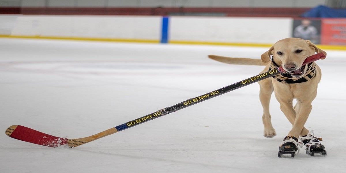 Watch a video of an ice-skating dog shows off his skills for charity