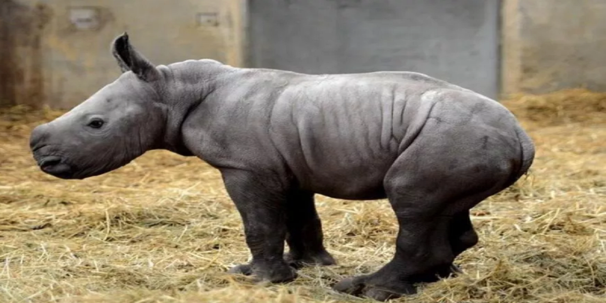 Watch: Honor of Queen Elizabeth II a newborn white rhino named Queenie