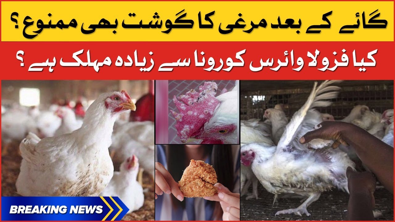 Lumpy Skin Disease is More Deadly Than Corona? | Infected Chicken Meat ...