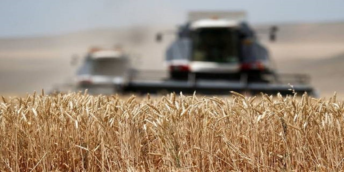 Egypt bans third-party wheat trading until the end of August - BOL News