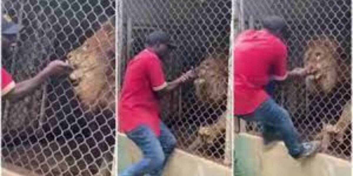 Viral Video: A lion bites off a man's finger at a zoo in Jamaica ...