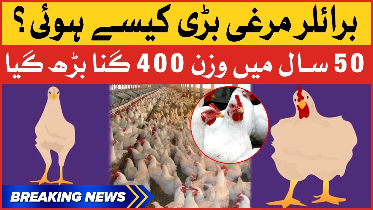 Chicken Weight Gain Strategies | Chicken Of Tomorrow | Breaking News ...