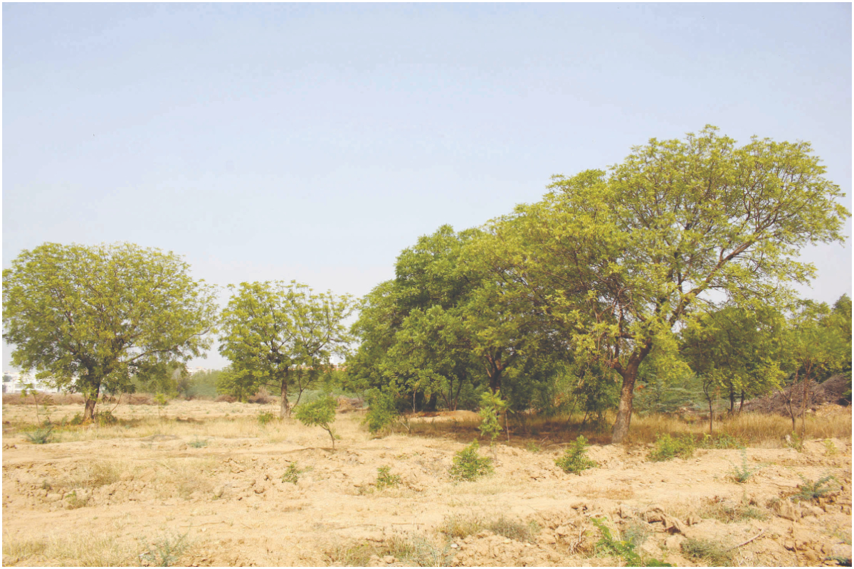 A forest without trees - BOL News