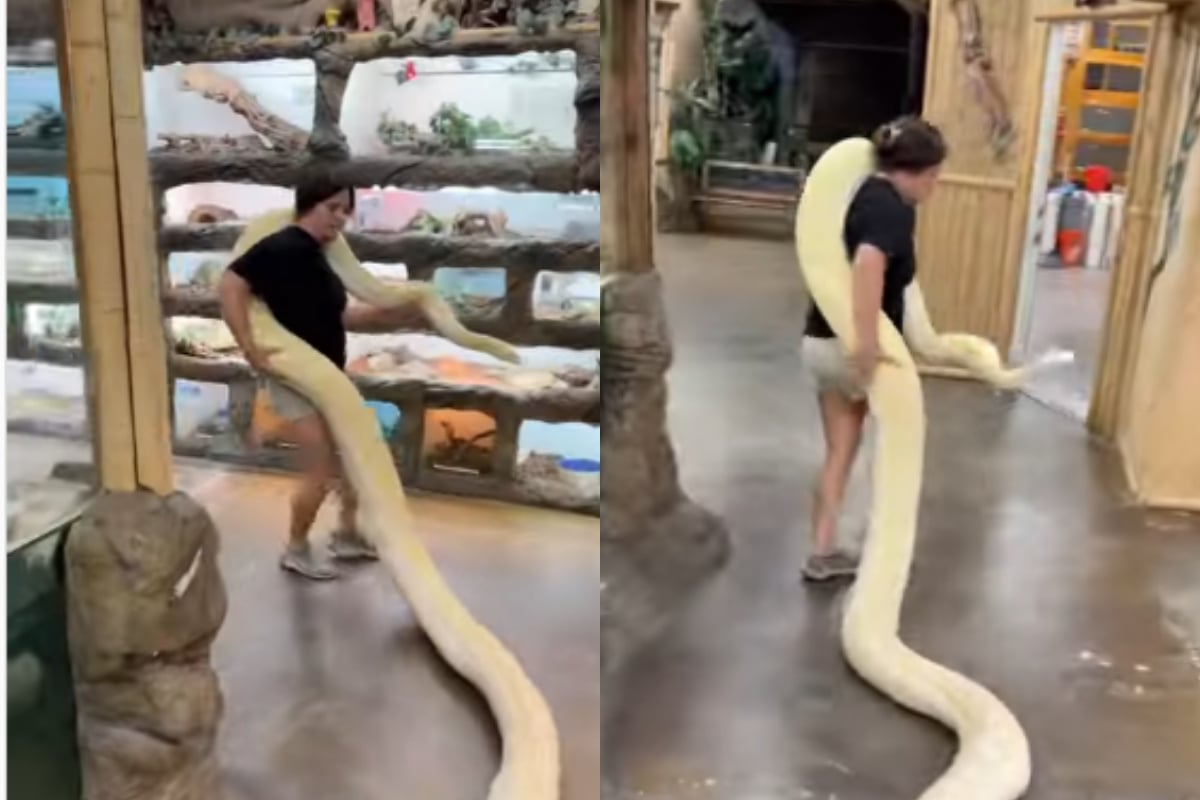 Watch: People applaud a woman for carrying a python by herself