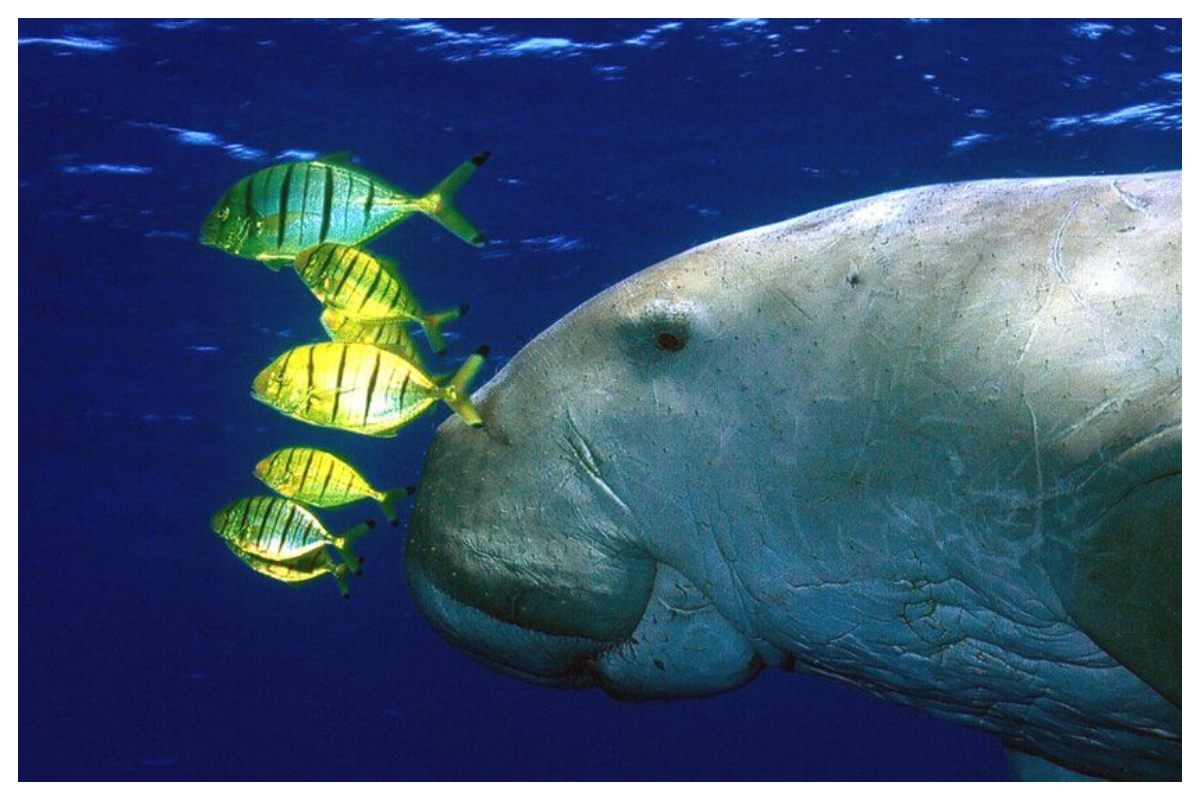 China extinct mermaid-inspired mammal