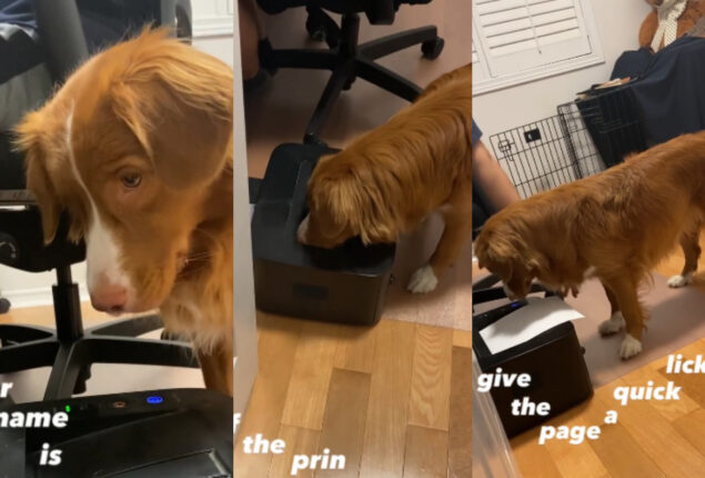 Watch this video of dog who is fascinated by how printer works