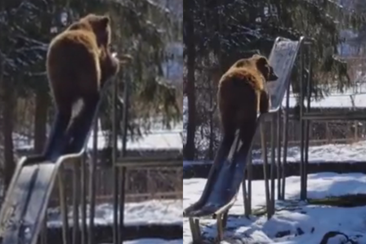 Bear on slide viral video for sure will make you smile
