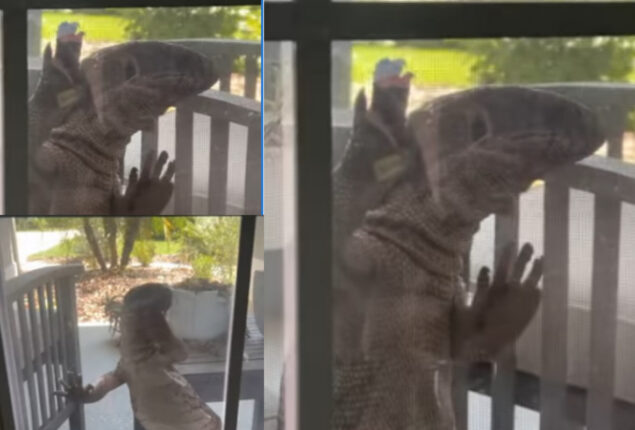 Watch viral: Florida home invaded by giant tegu lizard