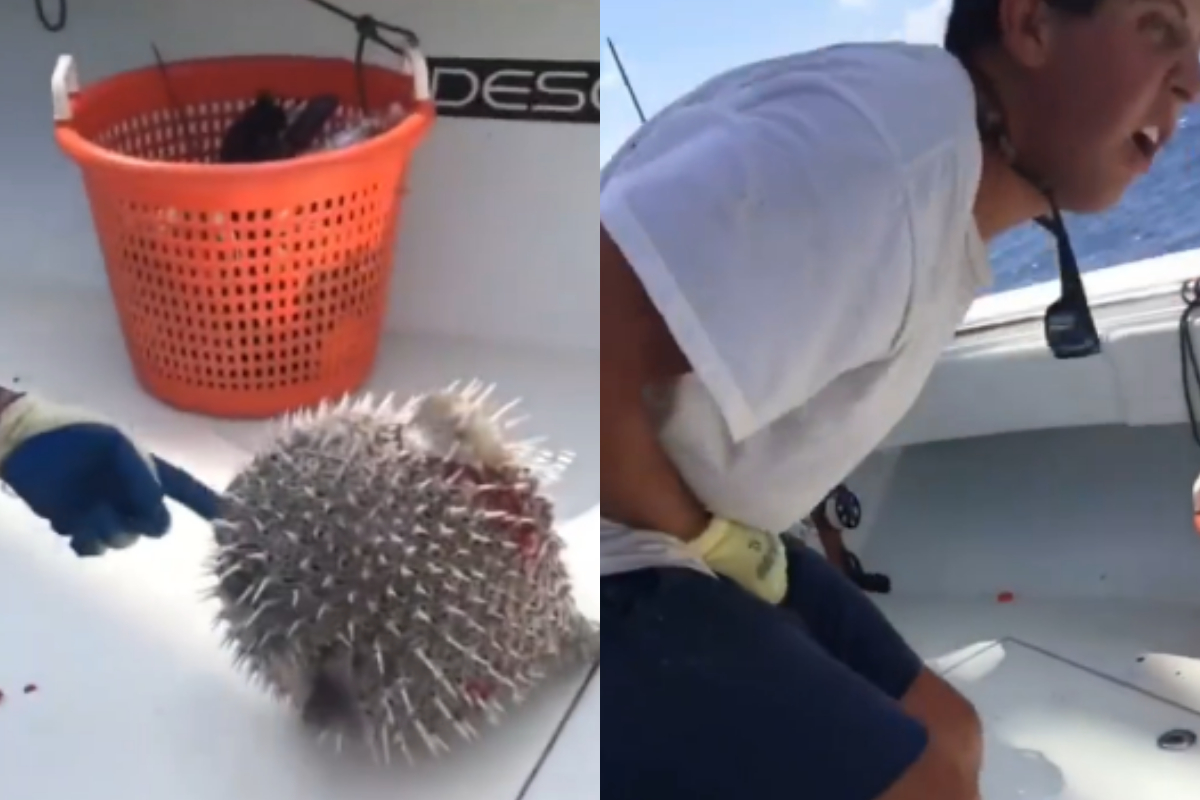 Man plays with dangerous pufferfish, cries out in pain