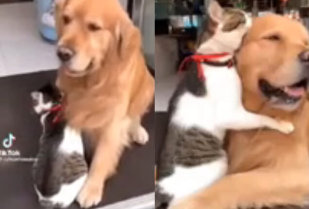 Watch viral: Dog hugging cat is winning people's hearts