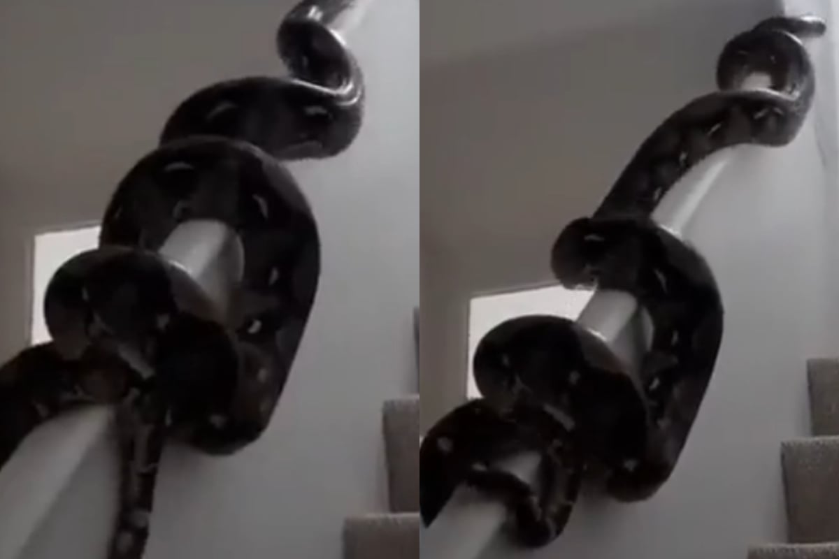 Viral video shows massive python slithering across wall
