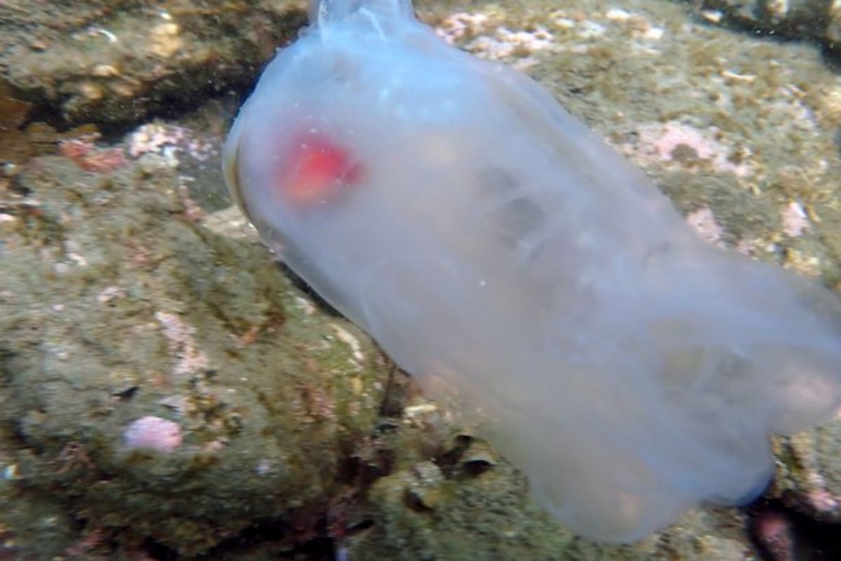Ghost fish is the ocean's vacuum cleaner