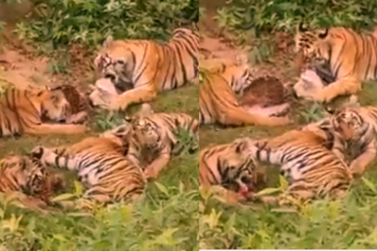 Watch: Mother tiger and her five cubs sitting in forest went viral