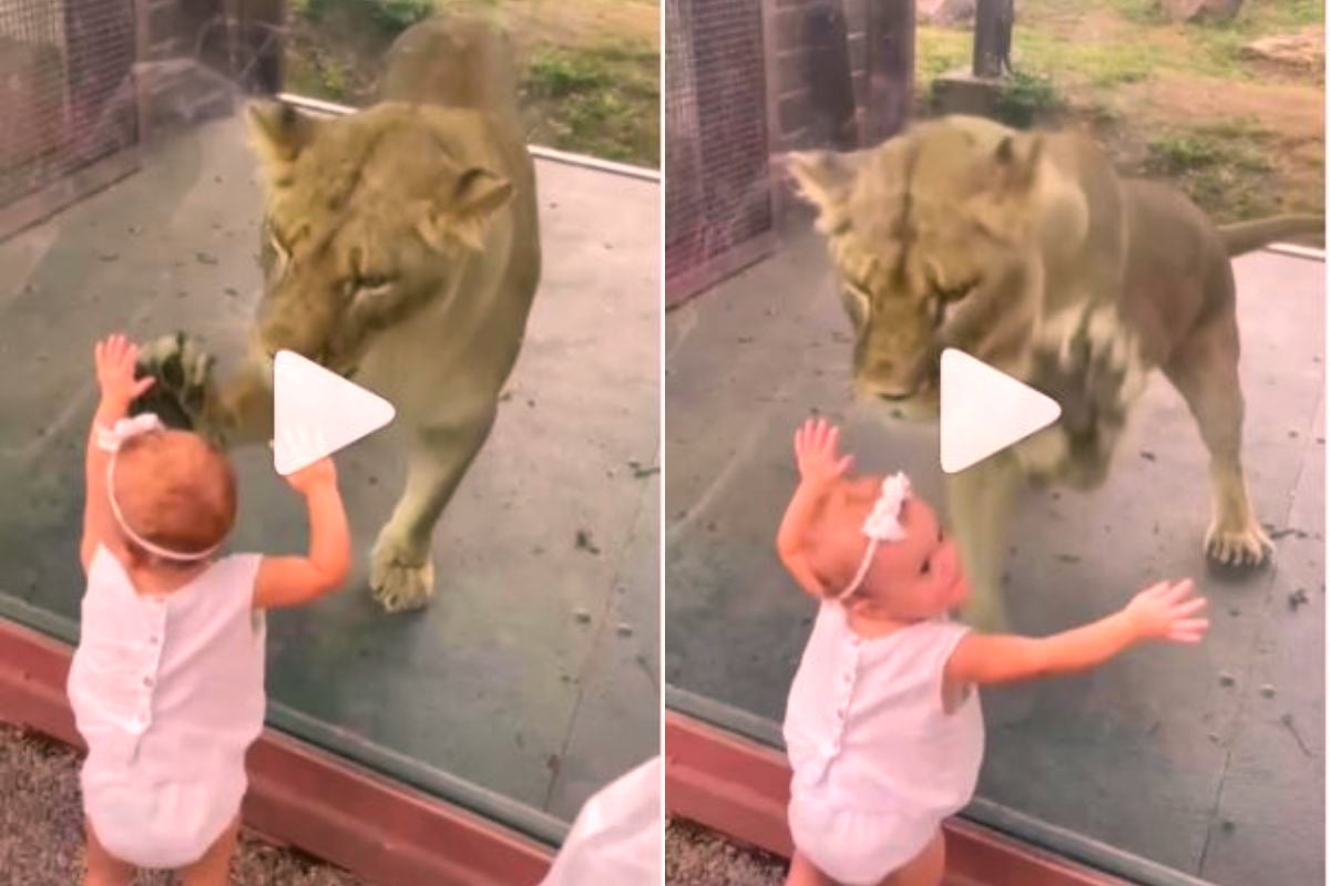 Watch viral: Small girl playing with lion has gone viral