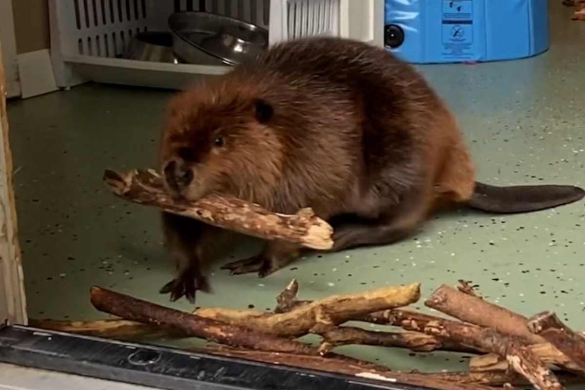 Baby beaver builds a 'dam' at the rescue center's door: Viral Video