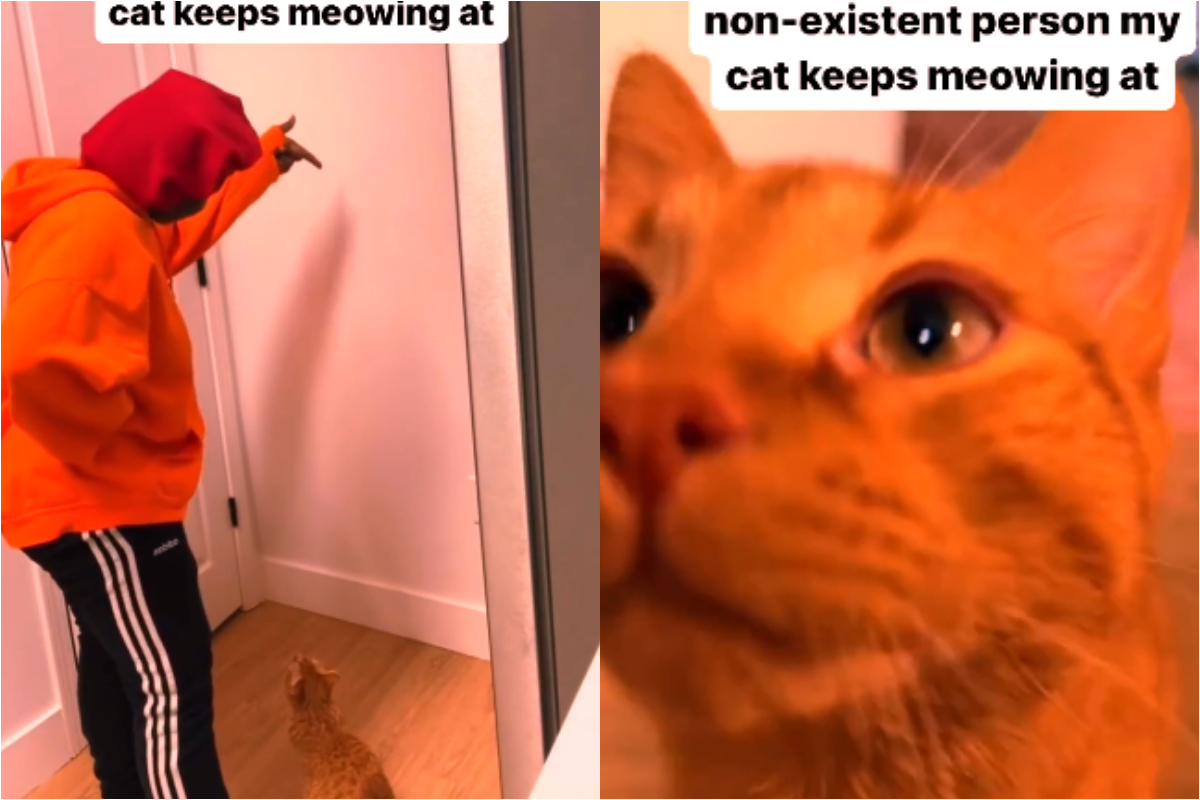Watch viral: Pet mom laughing when her kitten meows at nothing