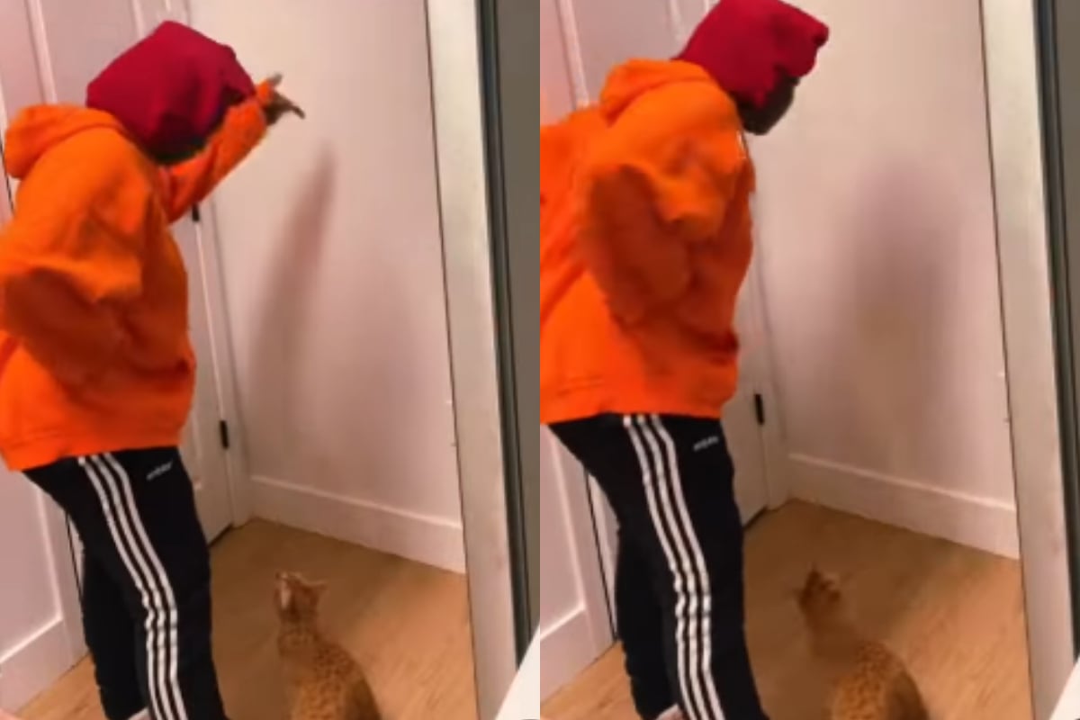 Watch: Pet parent "talks" to "non-existent person" cat meows at