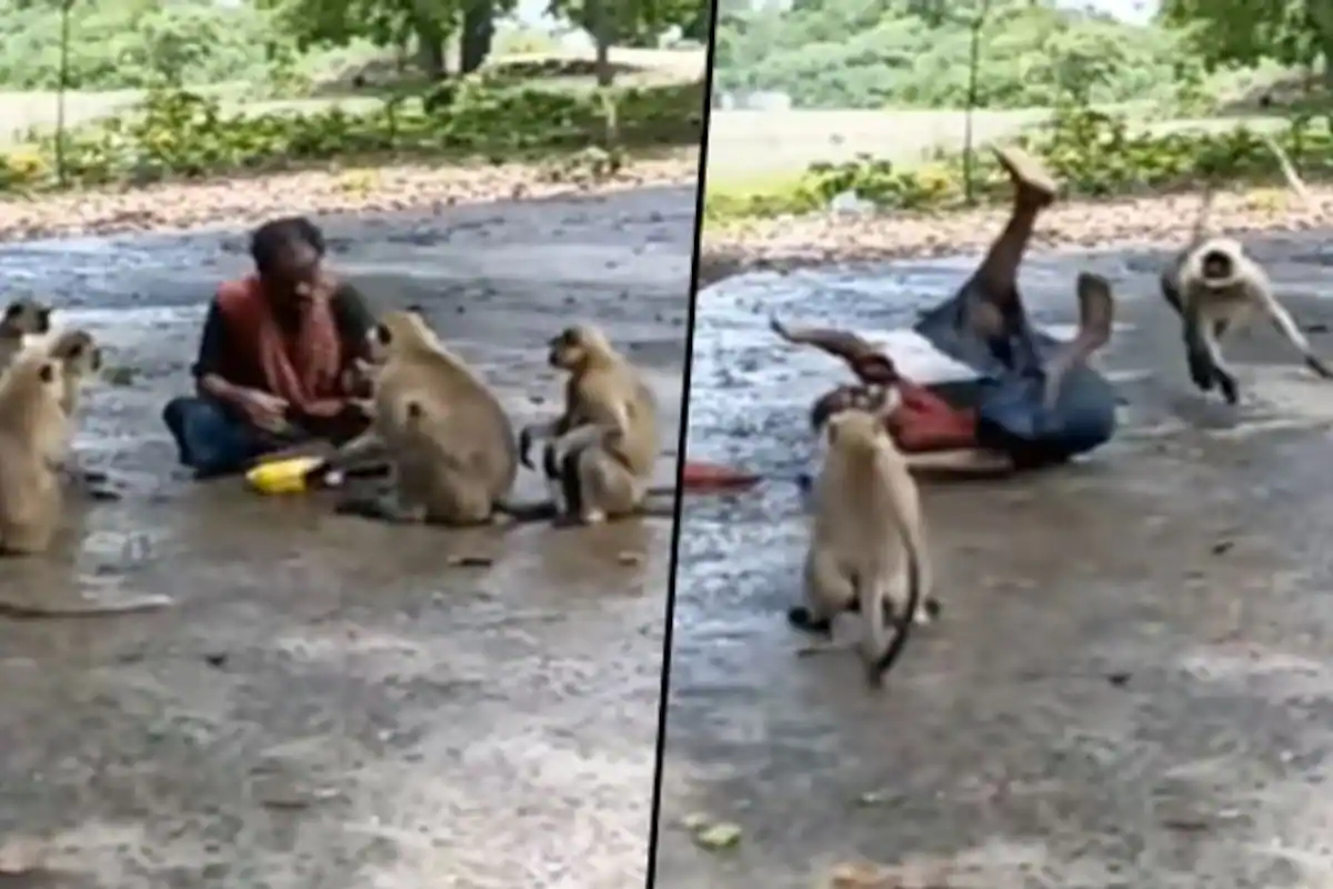Monkey pulls on Man's hair for refusing to give him chips