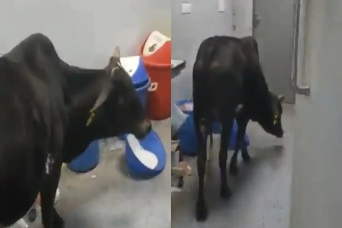 Cow roams Madhya Pradesh hospital ICU: Viral Video