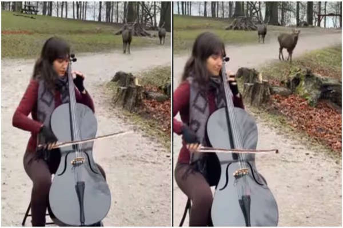 Woman Plays Cello in Forest for Deer, Old Video Goes Viral Again