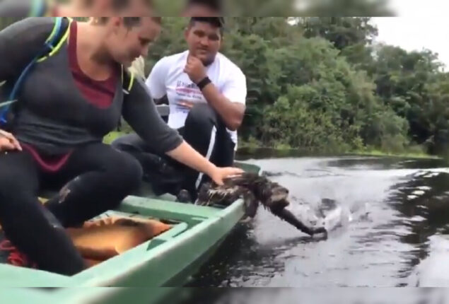 Viral Video: Sloth enjoying a boat ride is so cute