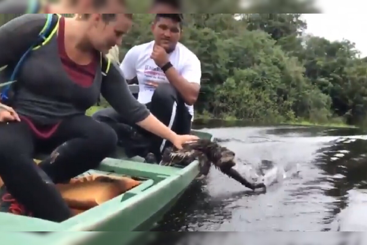 Viral Video: Sloth enjoying a boat ride is so cute