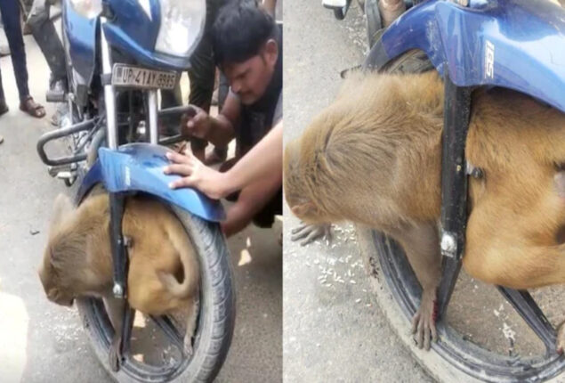 Monkey stuck in bike's wheel; viral clip shows people rescue