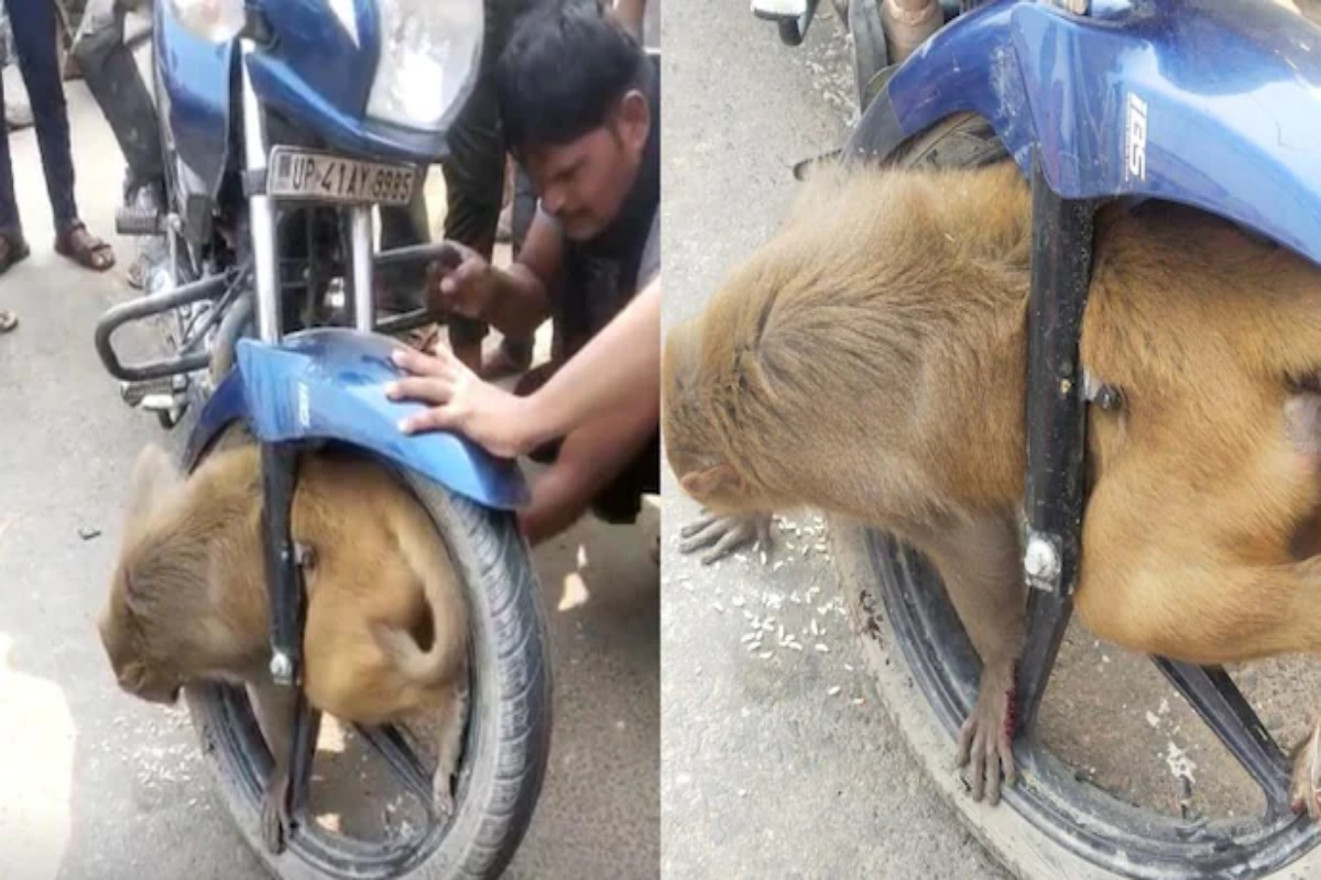 Monkey stuck in bike's wheel; viral clip shows people rescue
