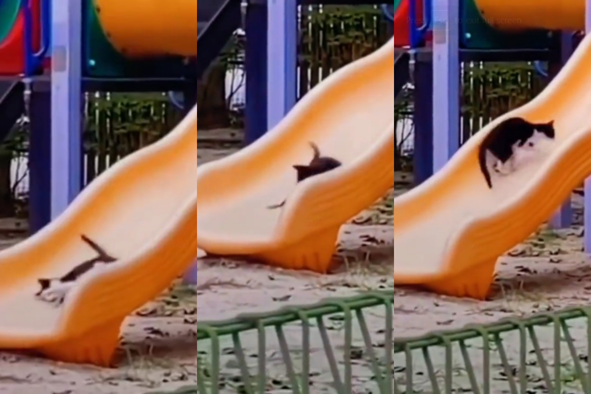 Viral Video: Cat spends a fun day at the park playing on slide