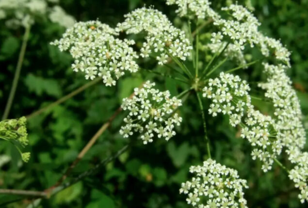 All you need to know about the world's Deadliest plants