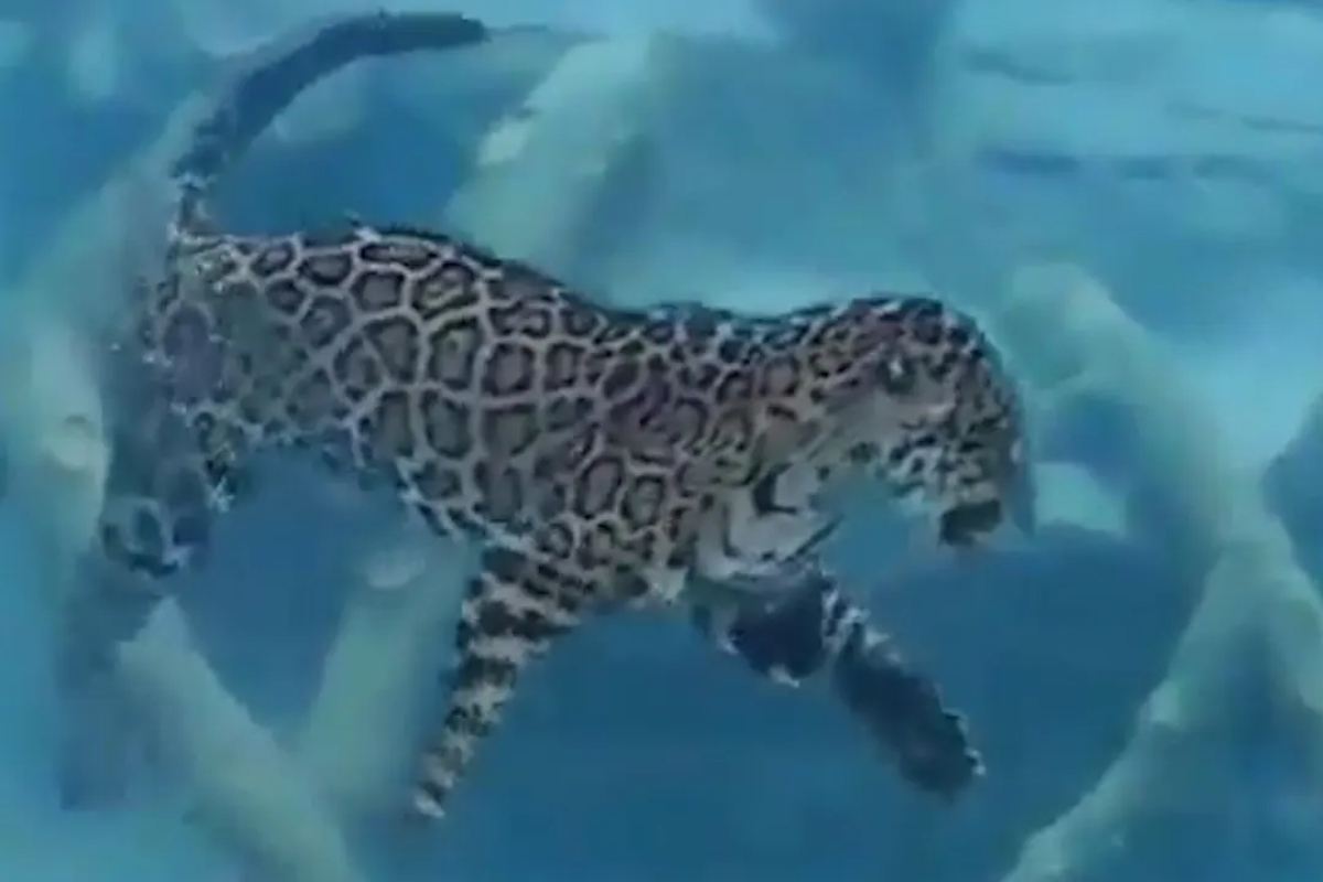 Jaguar Swimming Confidently in an Aquatic Water Tank: Video