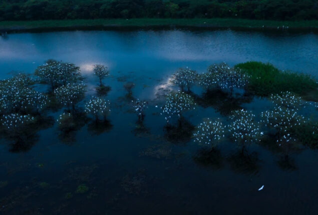 Stars on ground: People stun by picture, egrets perched on trees