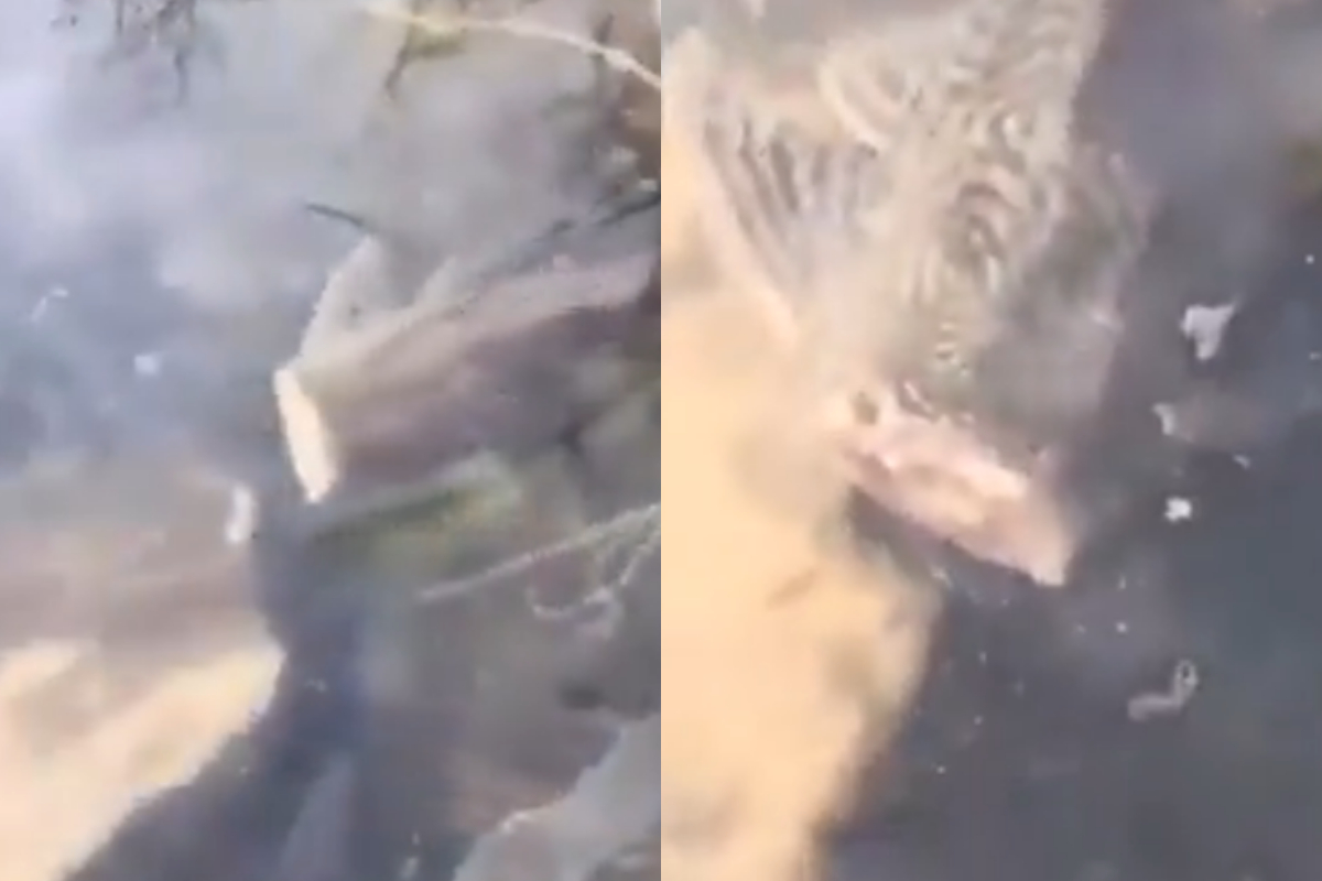 Netizens are terrified by 'Headless' fish in viral video