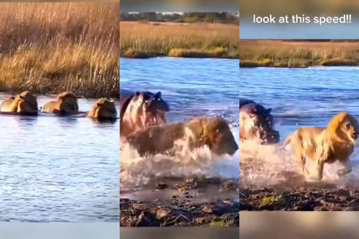 Unbelievable viral video of one hippo fighting three lions