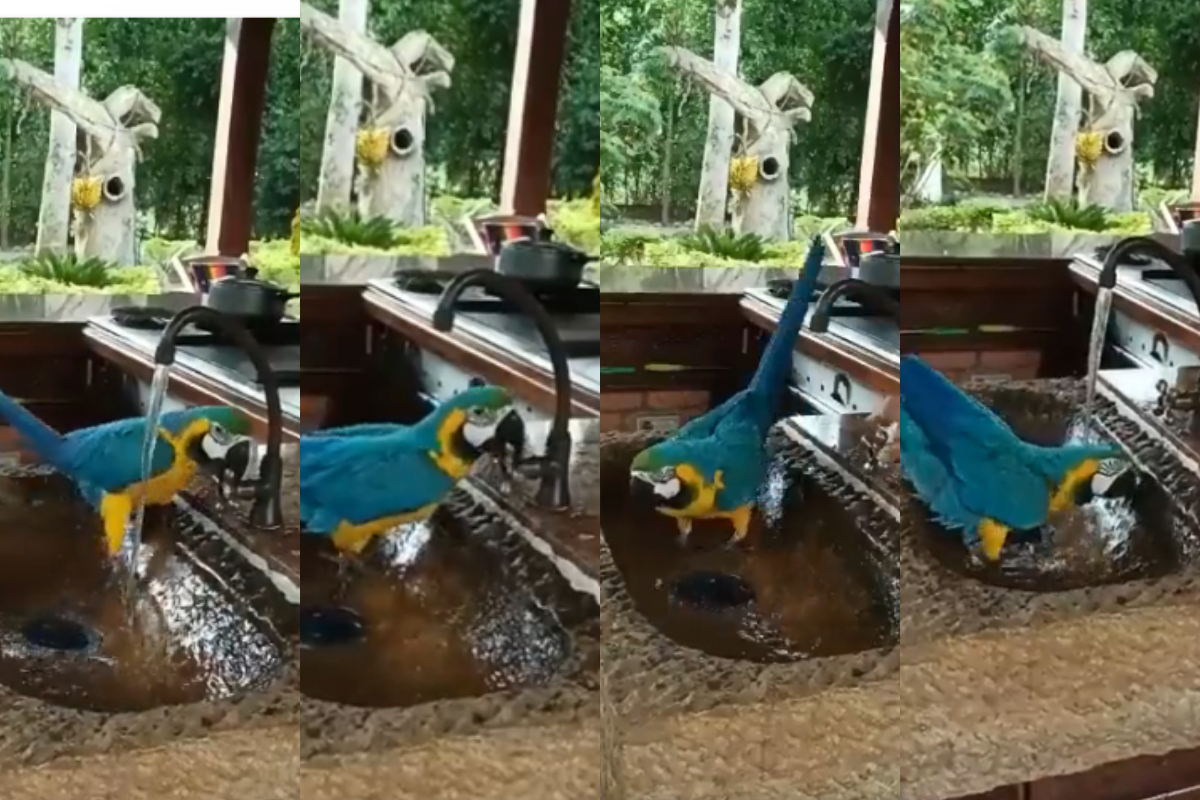 Watch: Parrot turned on tap then taking soothing bath goes viral