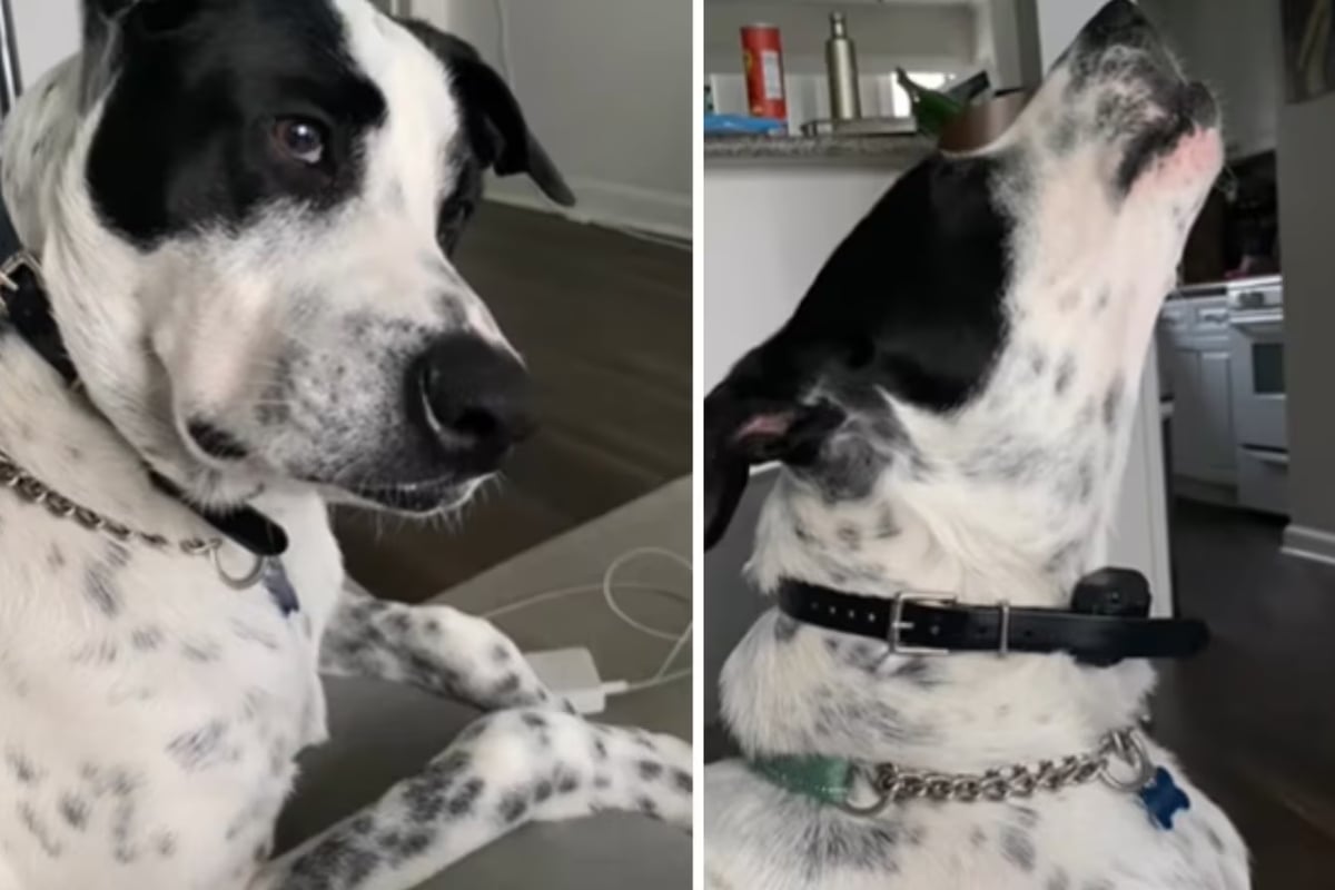 Opera dog's newfound fame is a 'bark' to the future