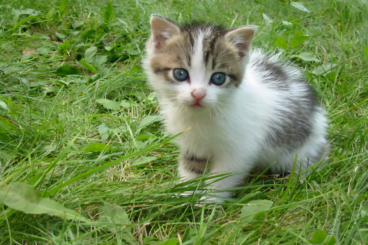Viral Video: Adorable Kitty Meows at Netflix Sound