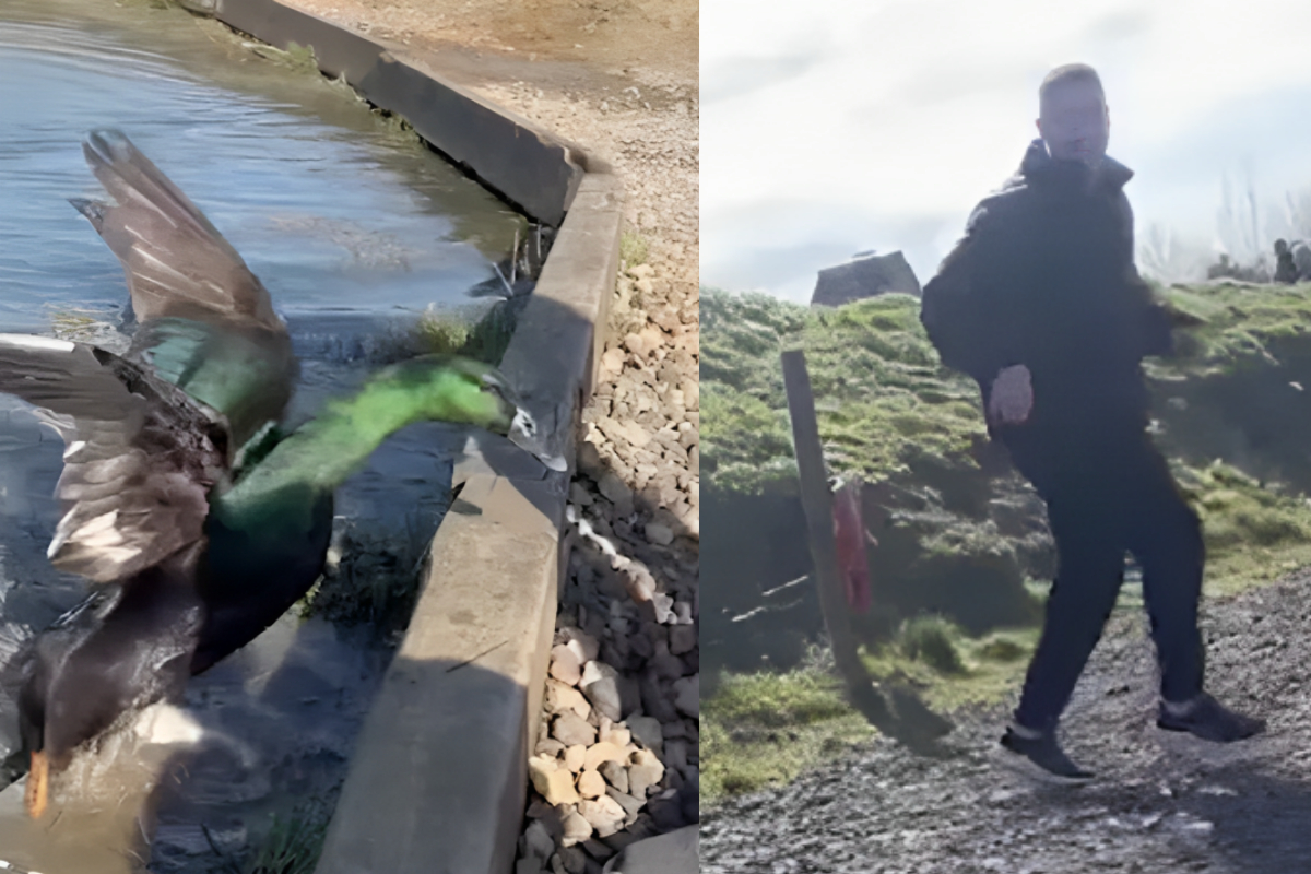 Viral Video: Dad's Hilarious Chase by Crazy Duck