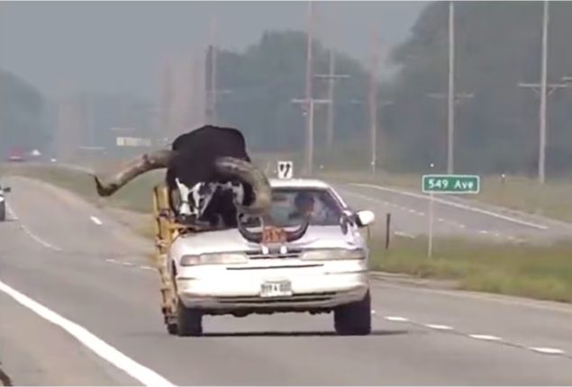 Man takes bull for a spin in car, video goes viral