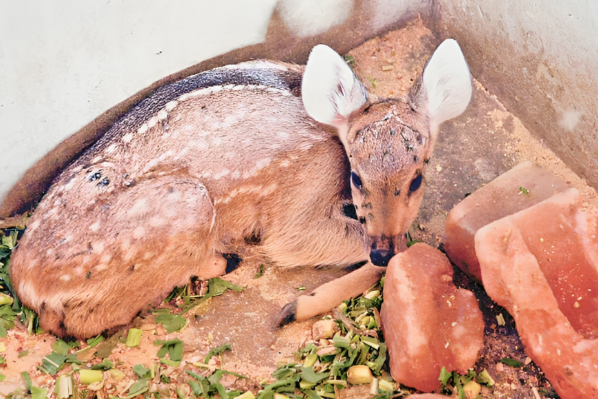 Blackbuck Welcomes Newborn at Landhi Zoo