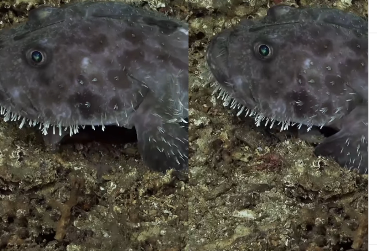 Terrifying 'Sea Devil' from Galapagos Islands